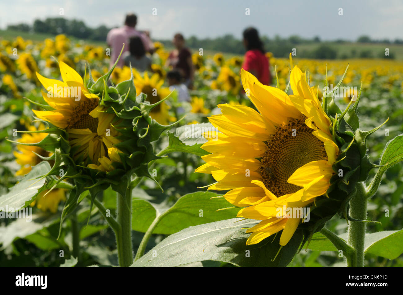 Field grove hi-res stock photography and images - Alamy
