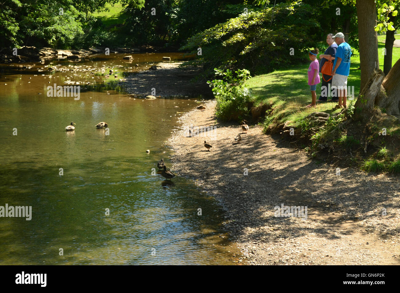 Man feeding ducks hi-res stock photography and images - Alamy