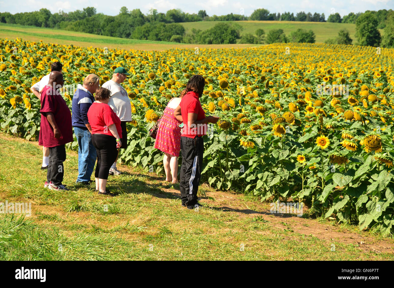 People at sunflower field Stock Photo - Alamy