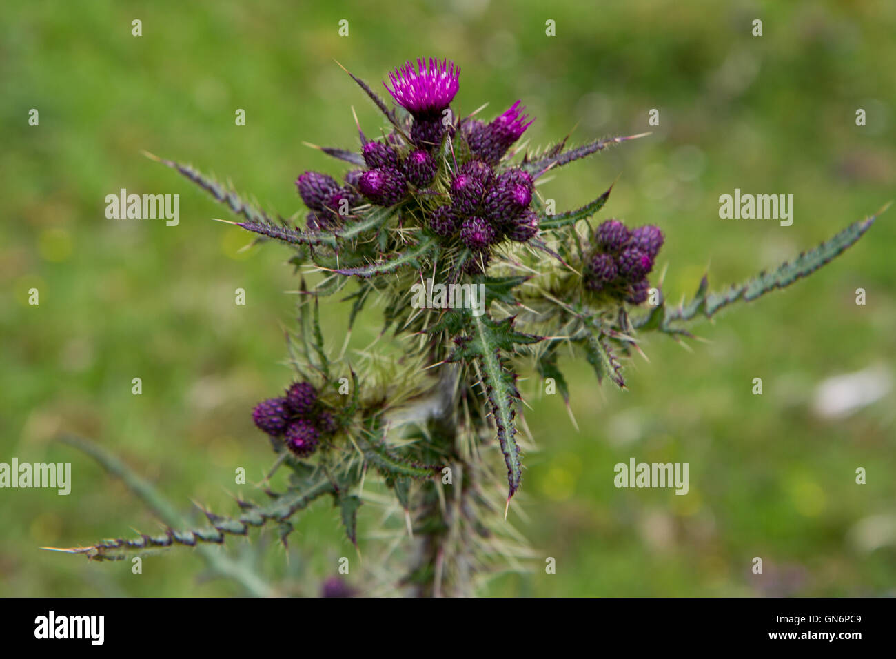 National flower of scotland hi-res stock photography and images - Alamy