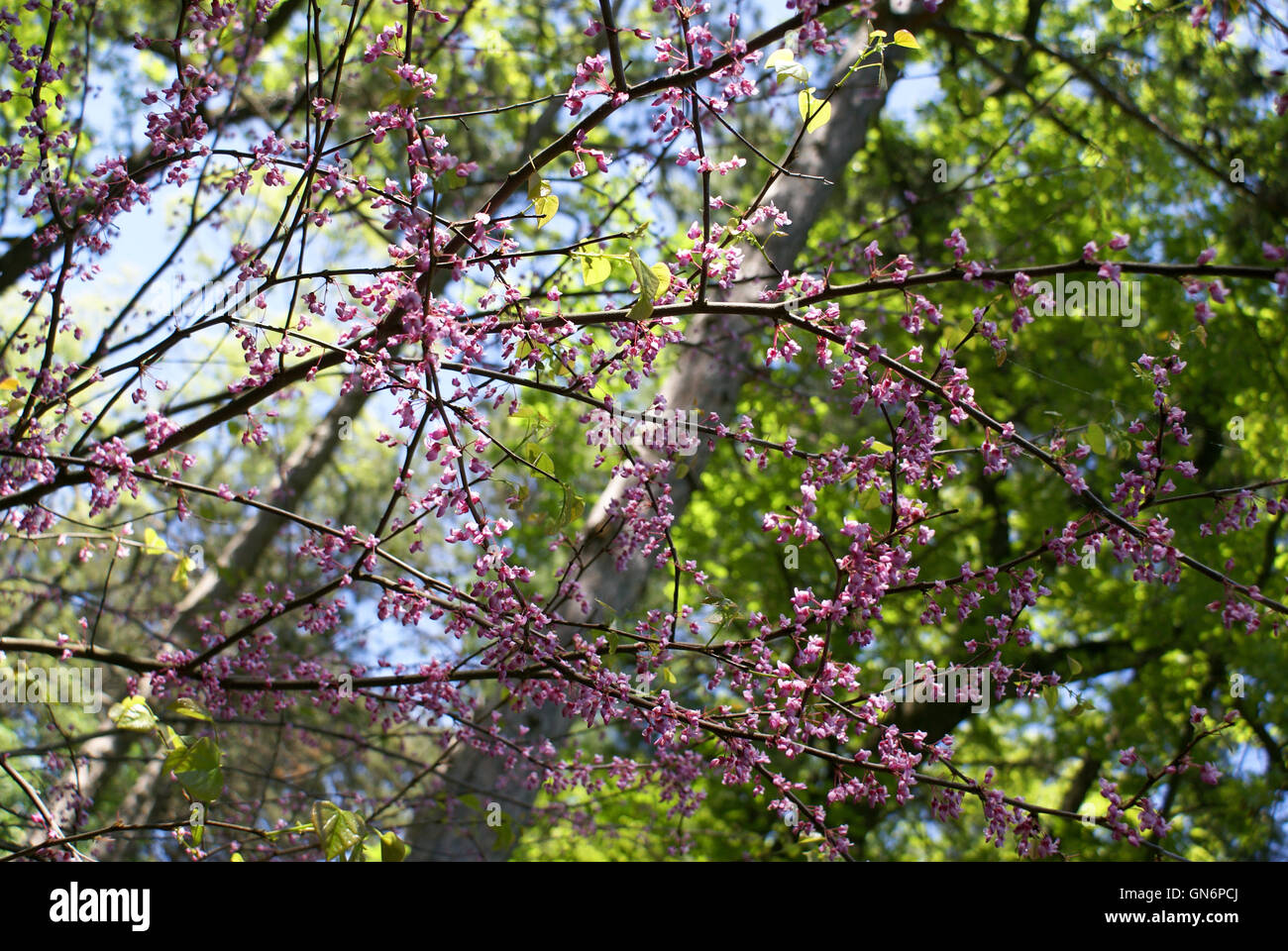 Spring blooms in the forest Stock Photo - Alamy