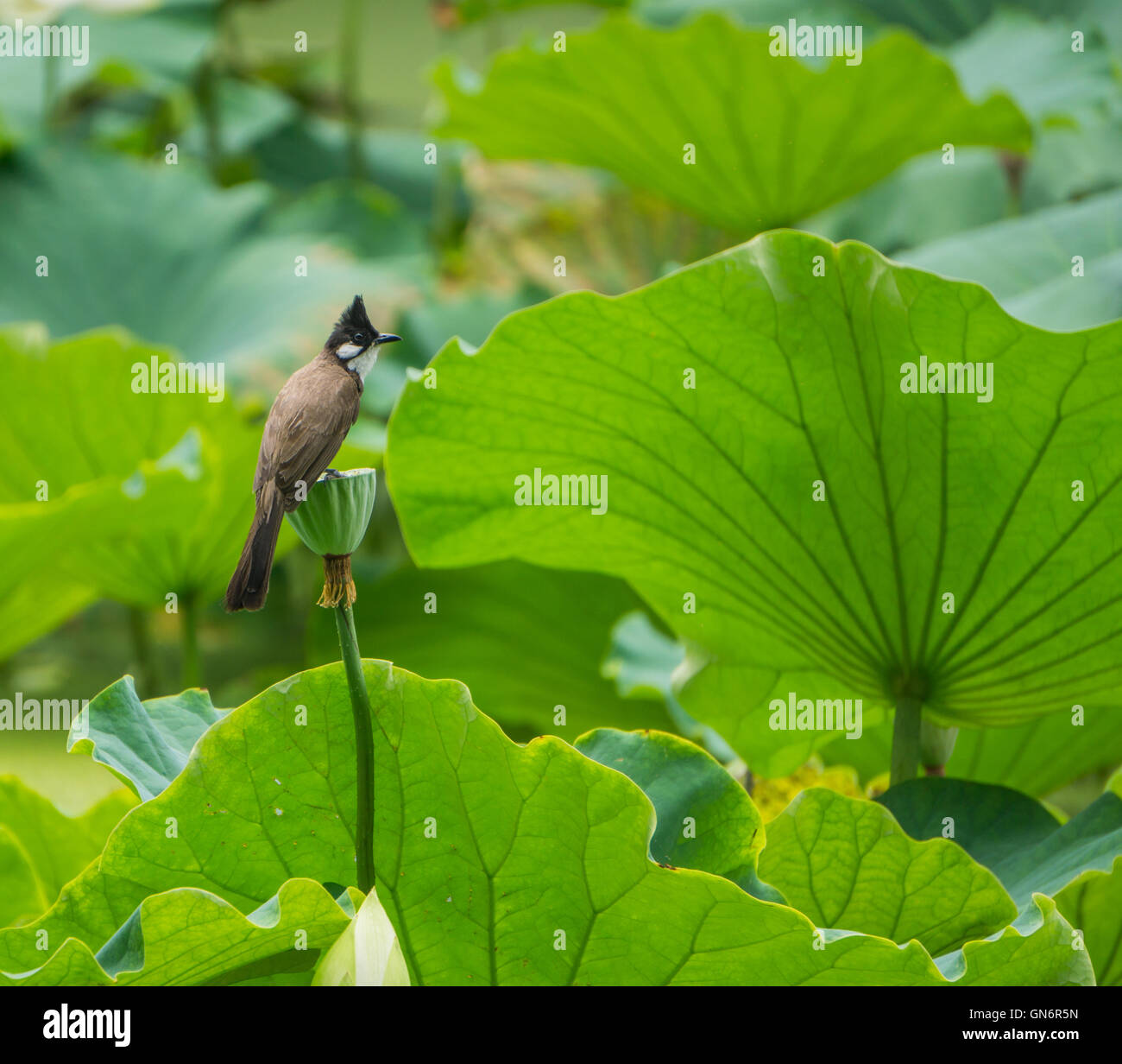 Crested bird hi-res stock photography and images - Alamy