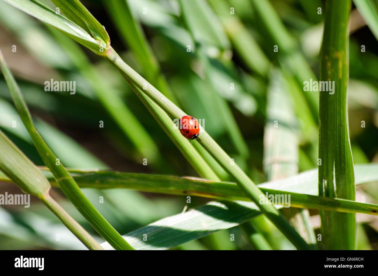 Ladybug on grass on the banks of Oyster River, Comox Valley, Vancouver ...