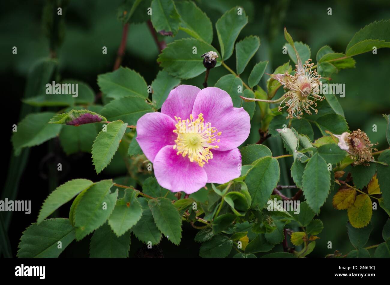 Wild pink rose growing at Oyster River, Comox Valley, Vancouver Island ...