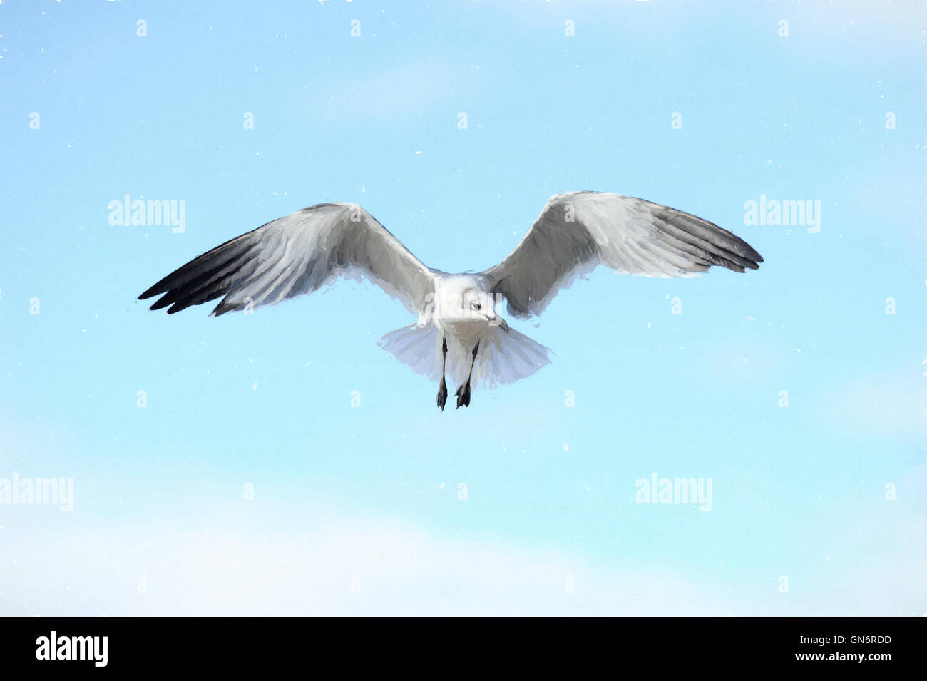 Bird flying is a beautiful white seagull spreading it's angel like ...
