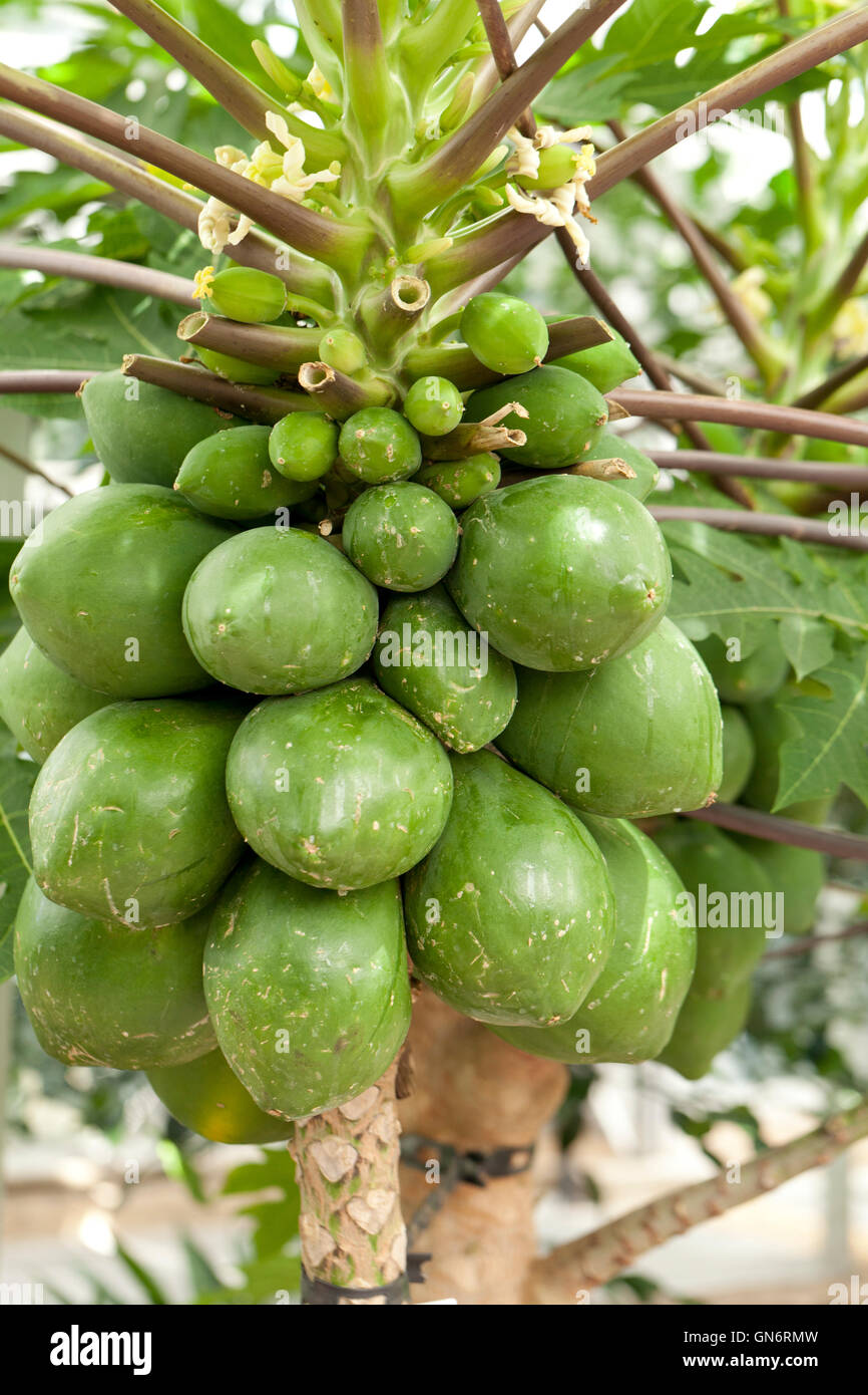 Green papaya fruits hi-res stock photography and images - Alamy