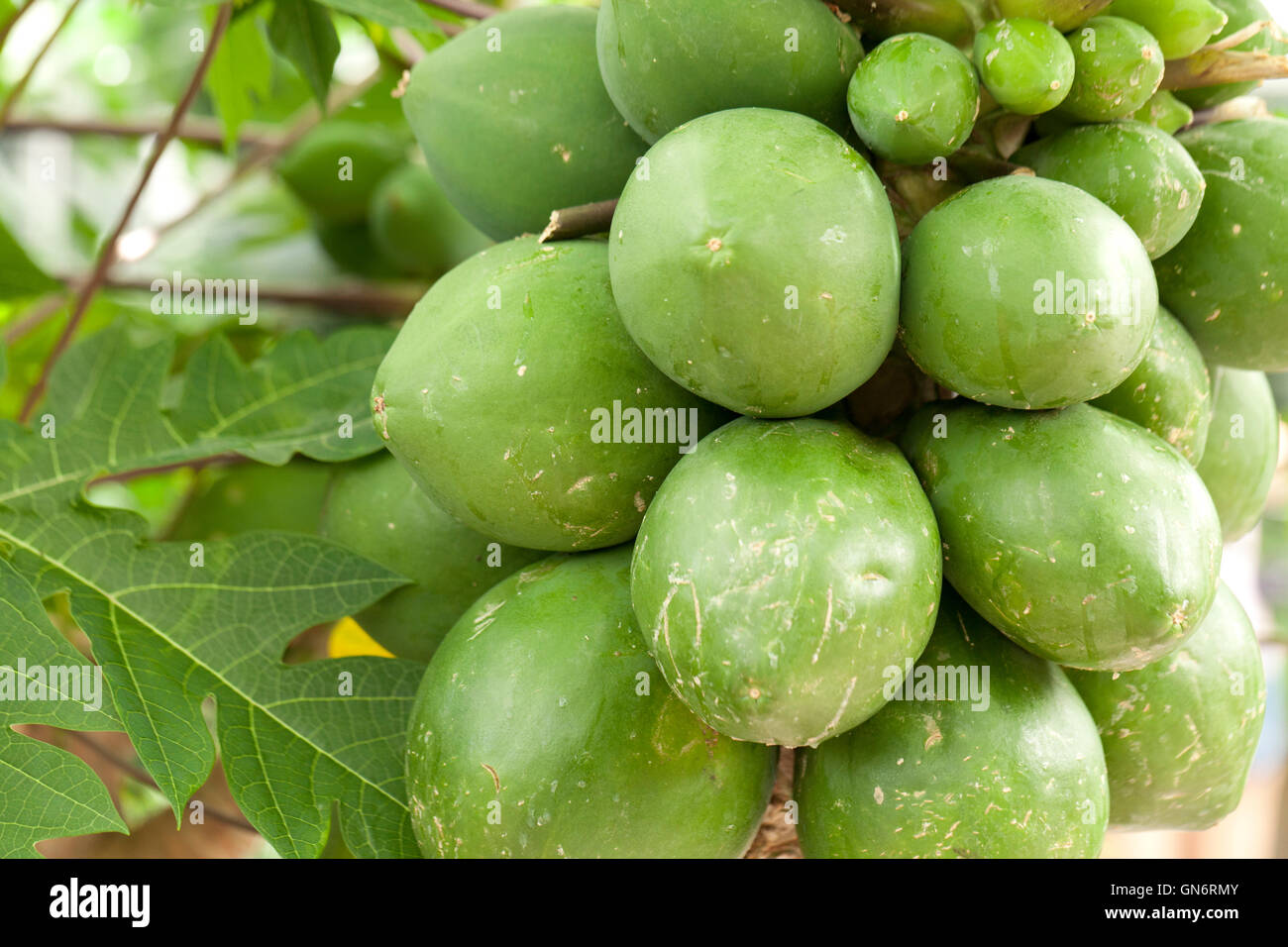 Papaya fruits on tree (Carica papaya), native to the Americas - USA ...