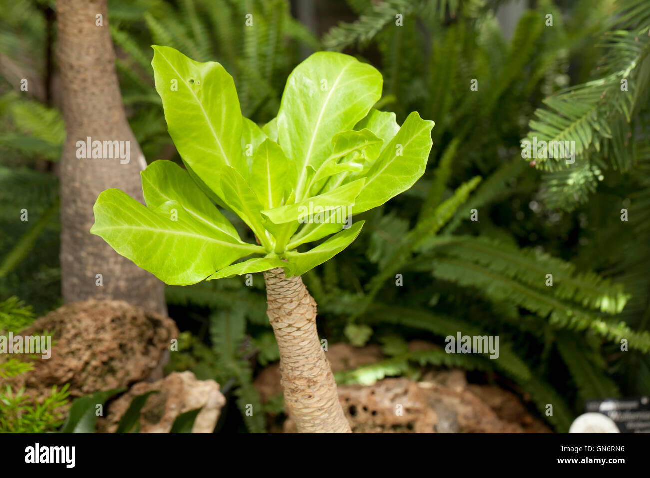 Alula plant hi-res stock photography and images - Alamy