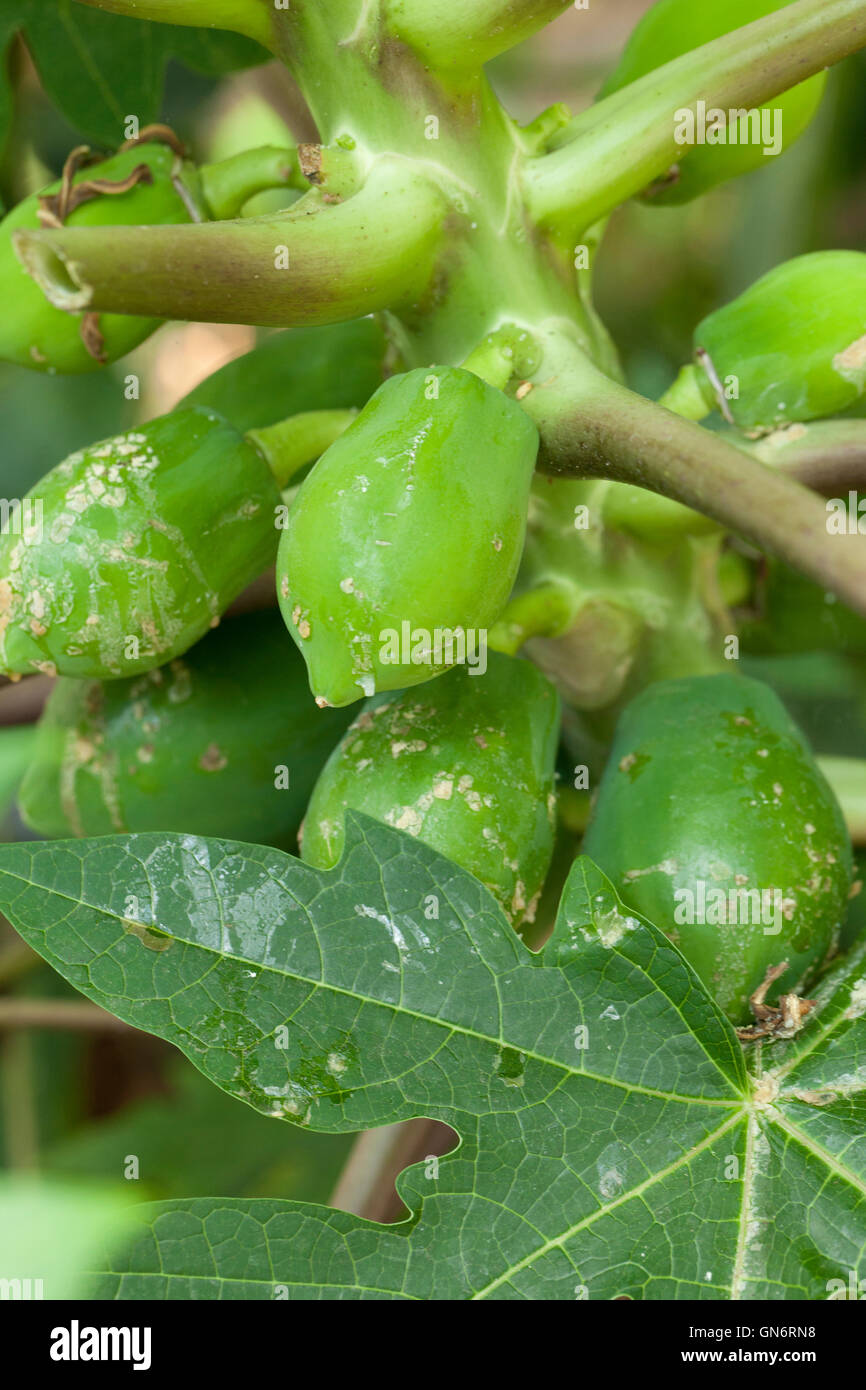 Dwarf papaya fruits on tree (Carica papaya Stock Photo - Alamy