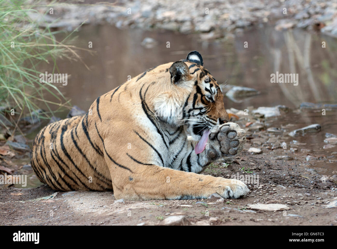 Machli bengal tigress panthera tigris in ranthambore national park ...