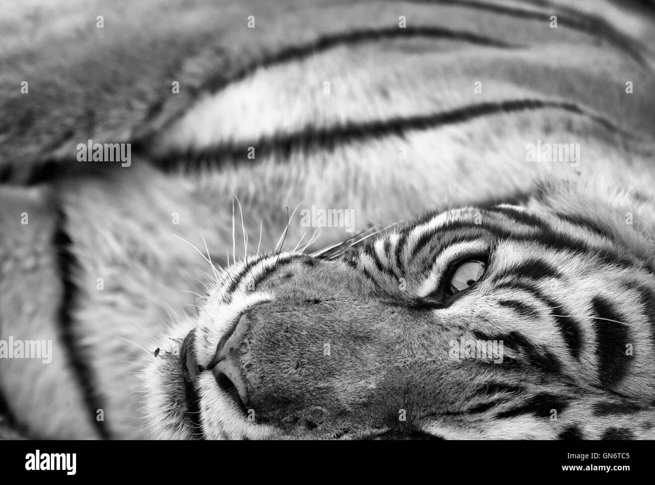 The image of Machli Bengal Tigress ( Panthera tigris) in Ranthambore ...