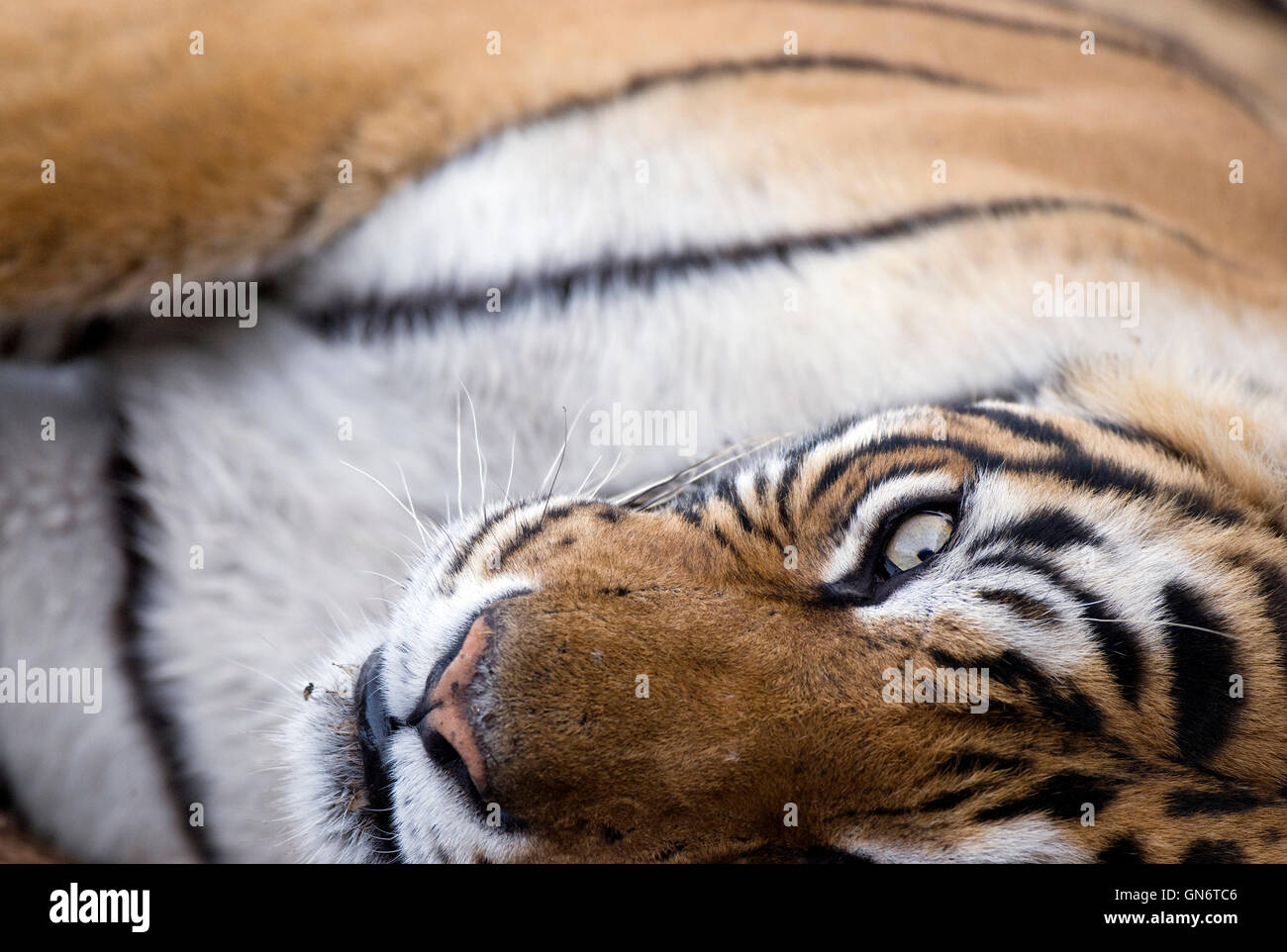 The image of Machli Bengal Tigress ( Panthera tigris) in Ranthambore ...