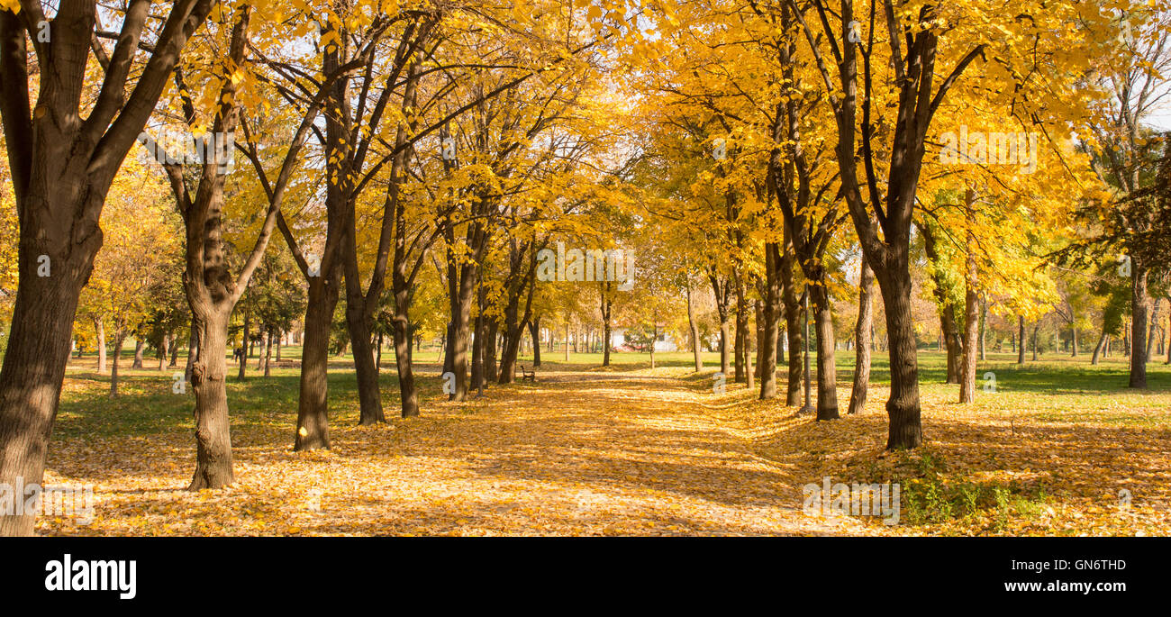 Autumn fairy tale. Park path covered in fallen leaves Stock Photo - Alamy