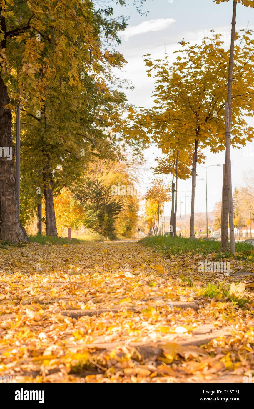 Autumn fairy tale. Park path covered in fallen leaves Stock Photo - Alamy