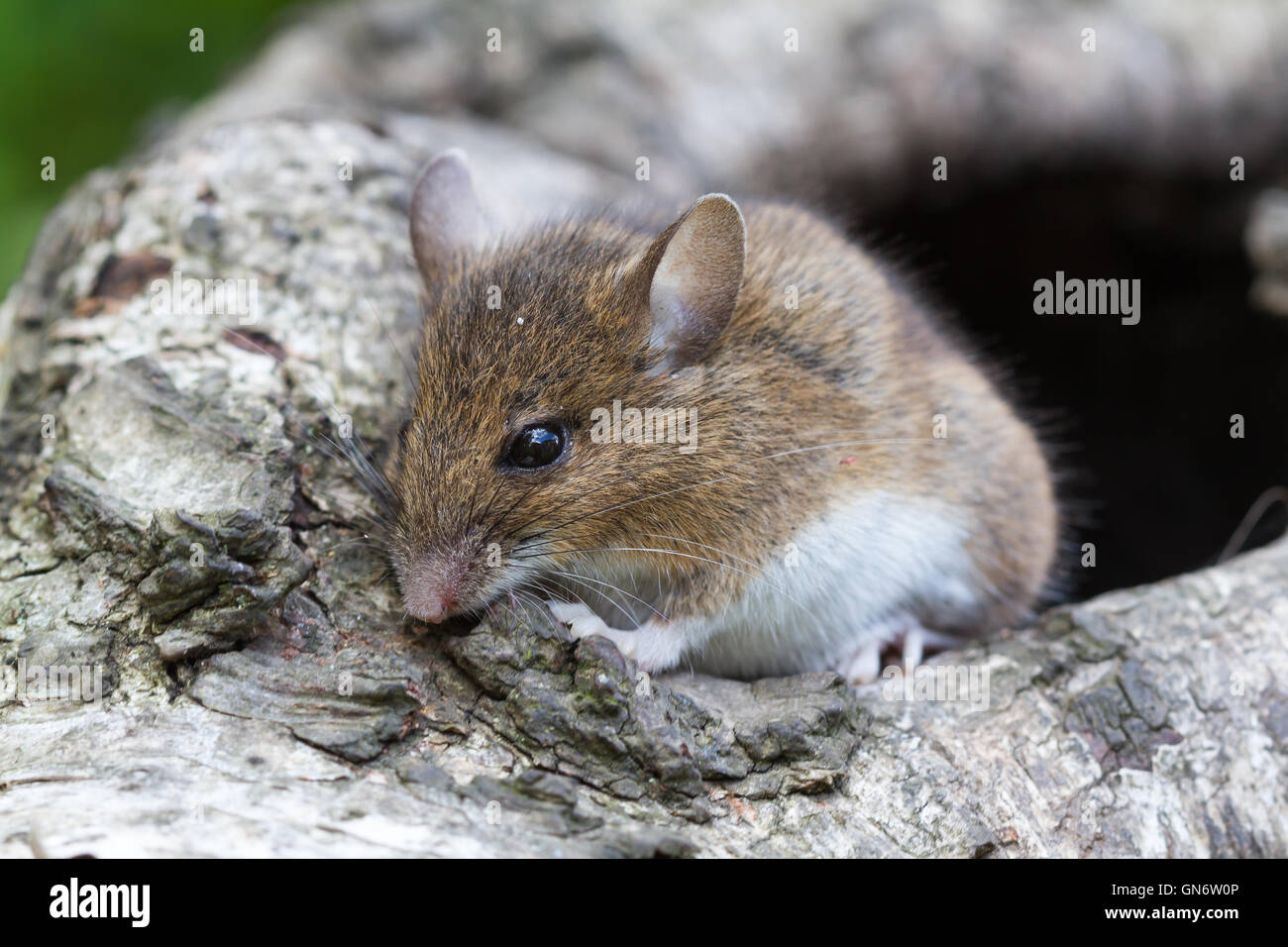 British Field Mouse in tree stump Stock Photo - Alamy