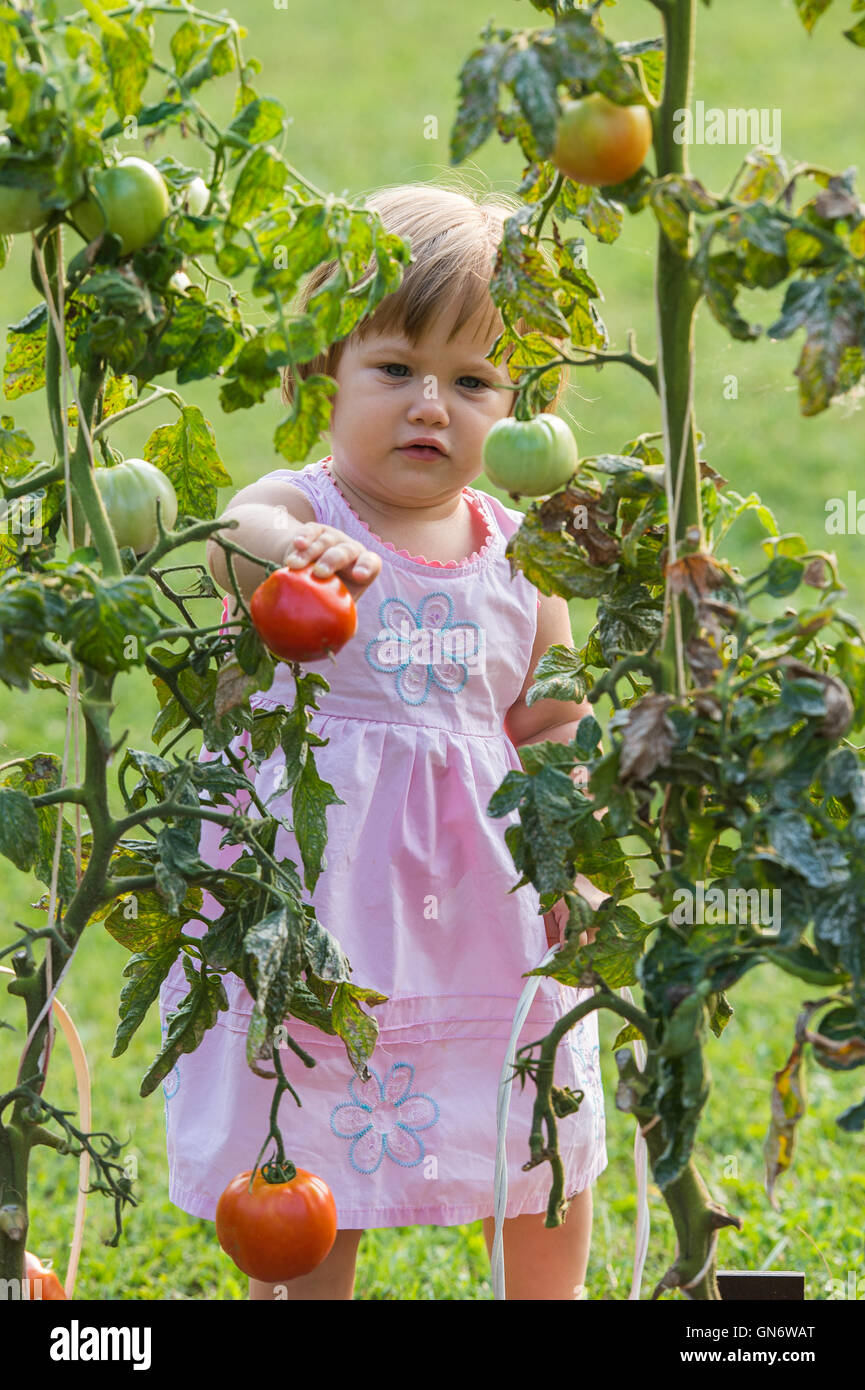 little girls picked ripe tomatoes Stock Photo - Alamy