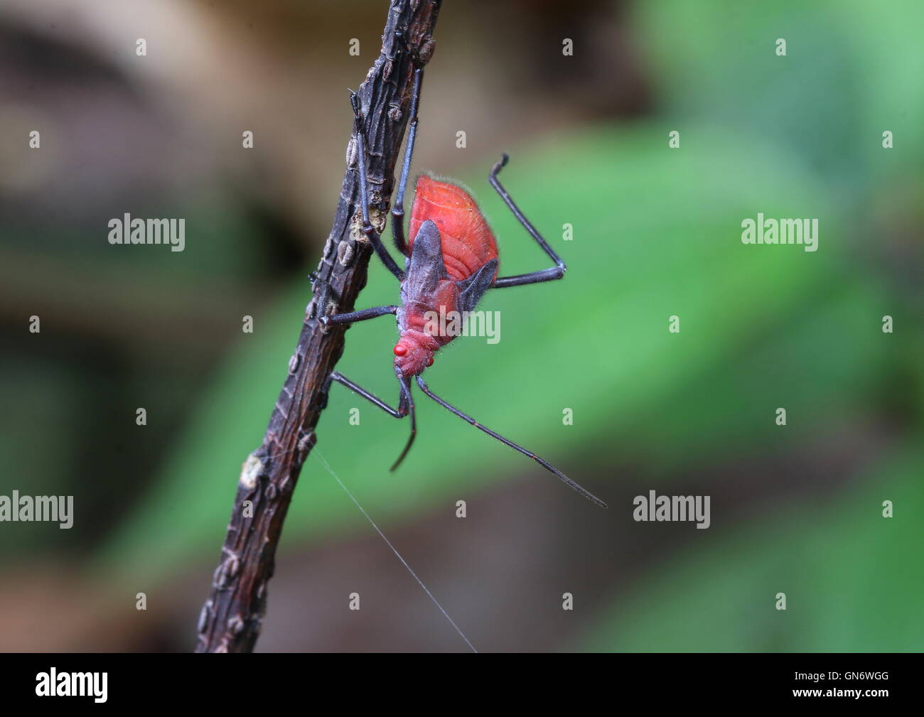 Tessaratomidae hi-res stock photography and images - Alamy
