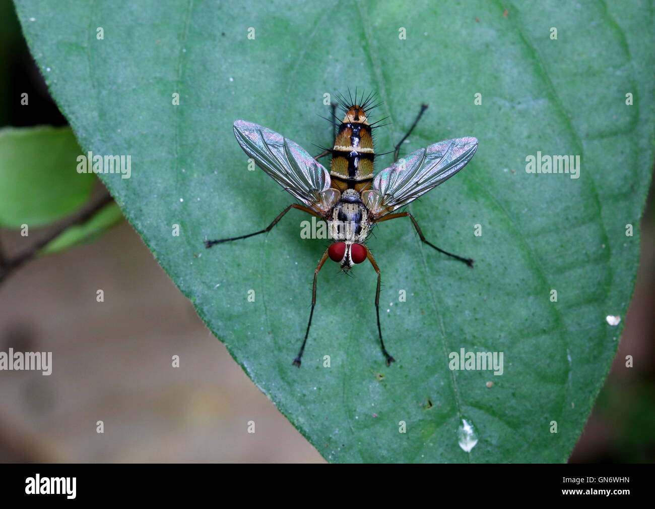 Jungle fly hi-res stock photography and images - Alamy