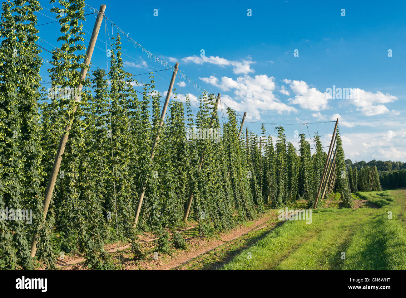 Hop field befor the sundown, Czech Republic Stock Photo - Alamy