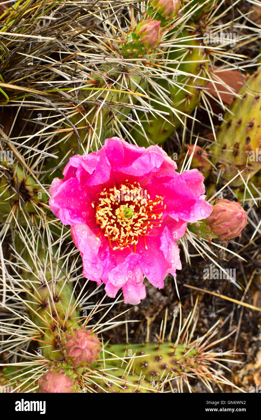 Prairie prickly pear cactus hi-res stock photography and images - Alamy