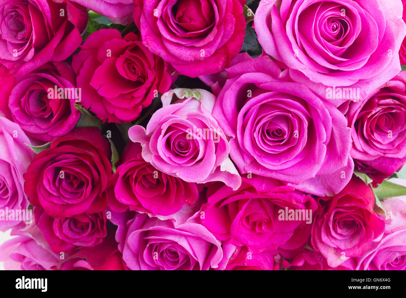 bouquet of fresh pink roses Stock Photo - Alamy