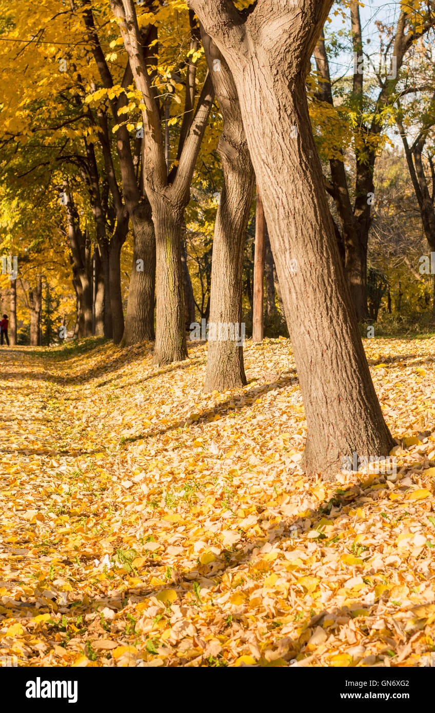 Autumn fairy tale. Park path covered in fallen leaves Stock Photo - Alamy