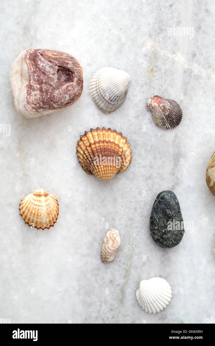 Collection of sea shells and rocks, from above Stock Photo - Alamy