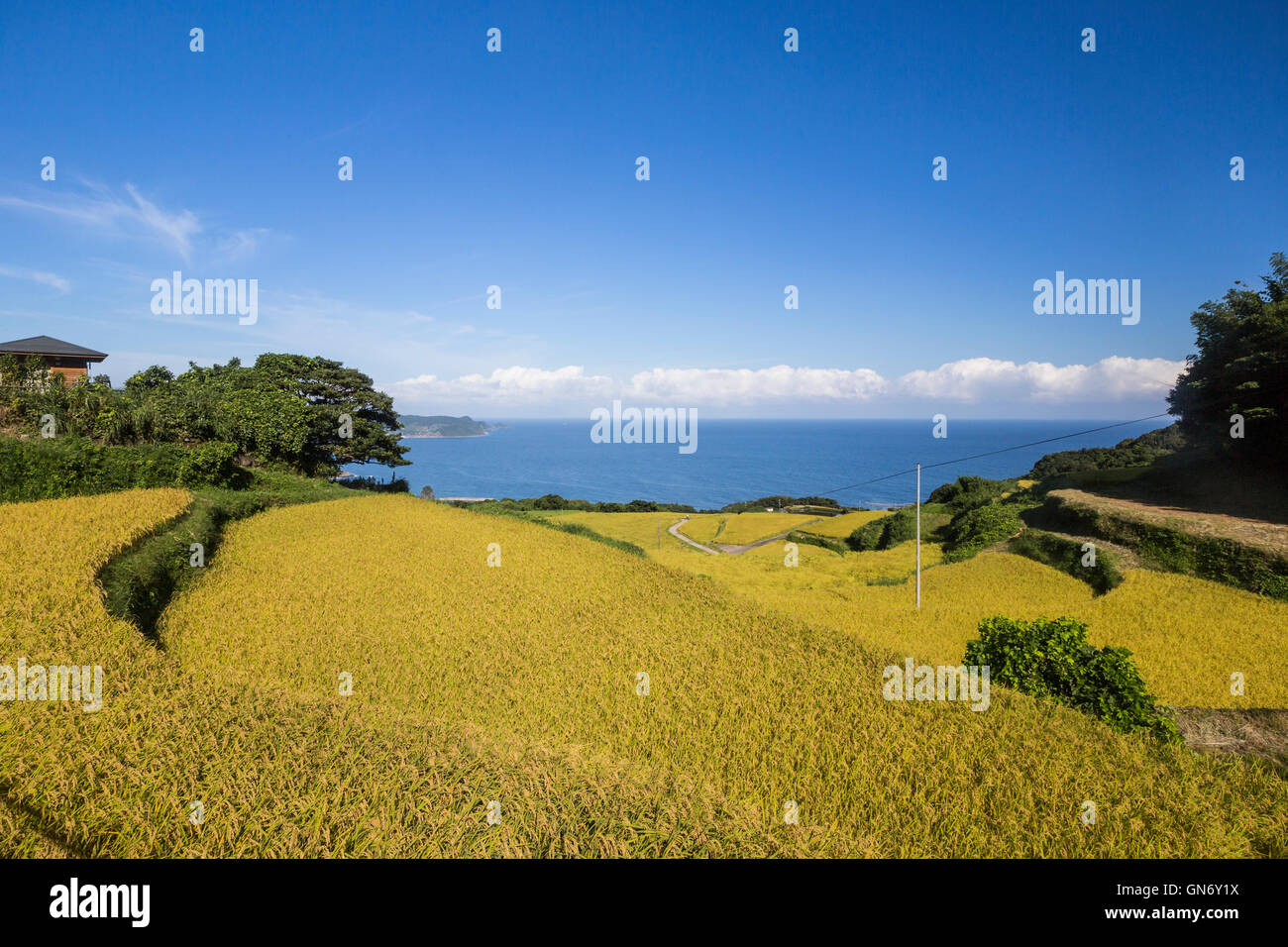 Rice Terraces of Higashi Ushirobata, Nagato, Yamaguchi Prefecture ...