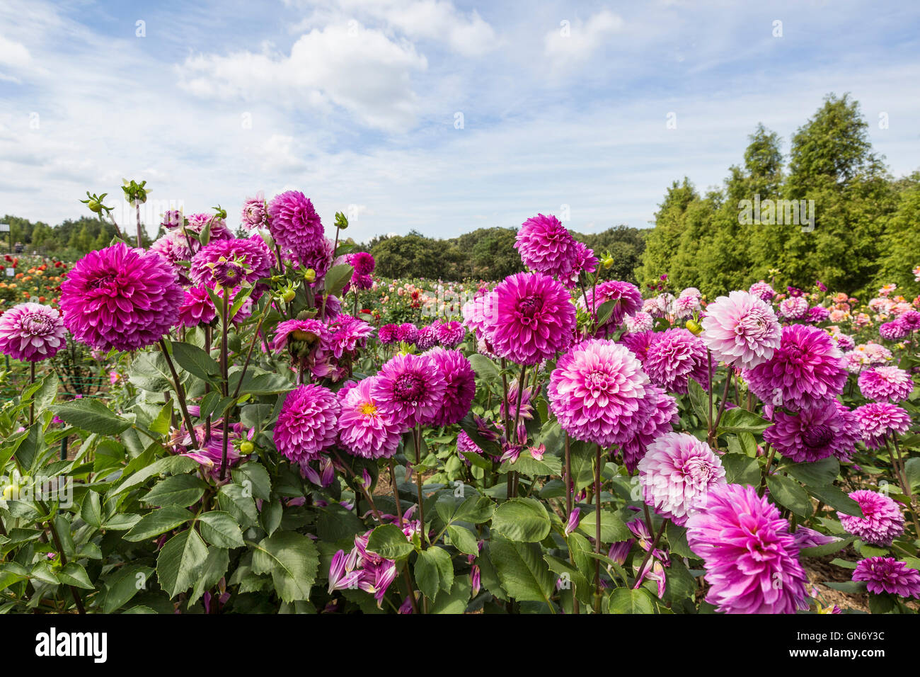 Sera High Resolution Stock Photography and Images - Alamy