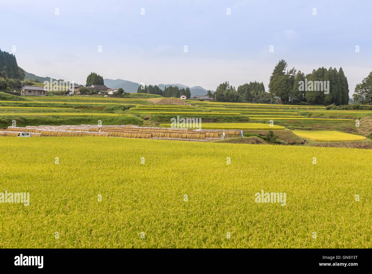 In rice terraces hi-res stock photography and images - Alamy