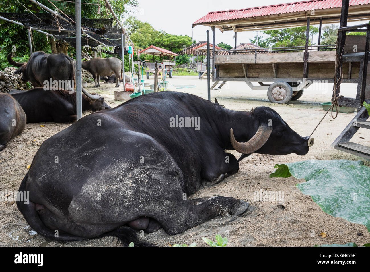 Resting Buffalo, Okinawa, Japan Stock Photo - Alamy