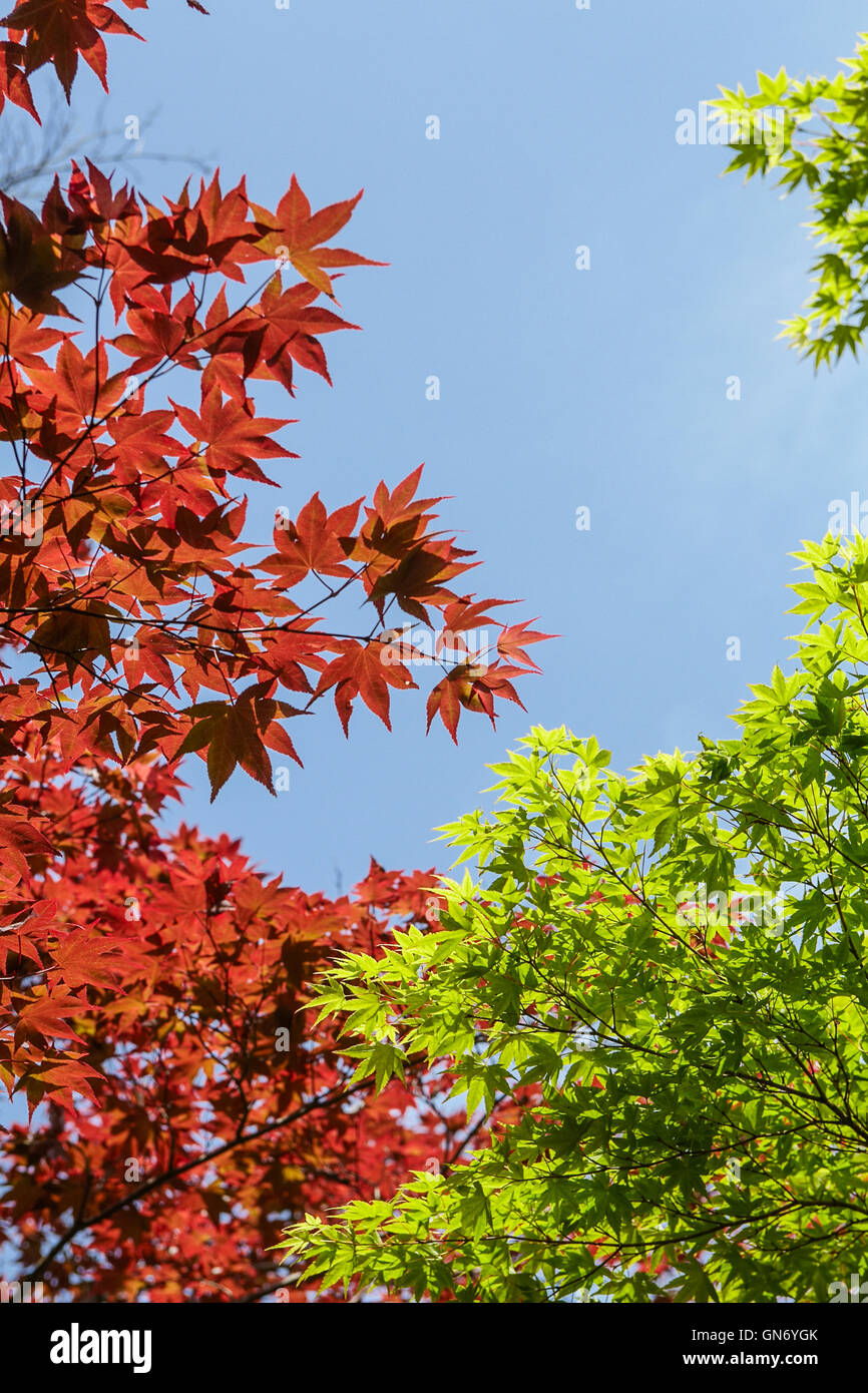 Autumn Leaves, Yufu, Japan Stock Photo - Alamy