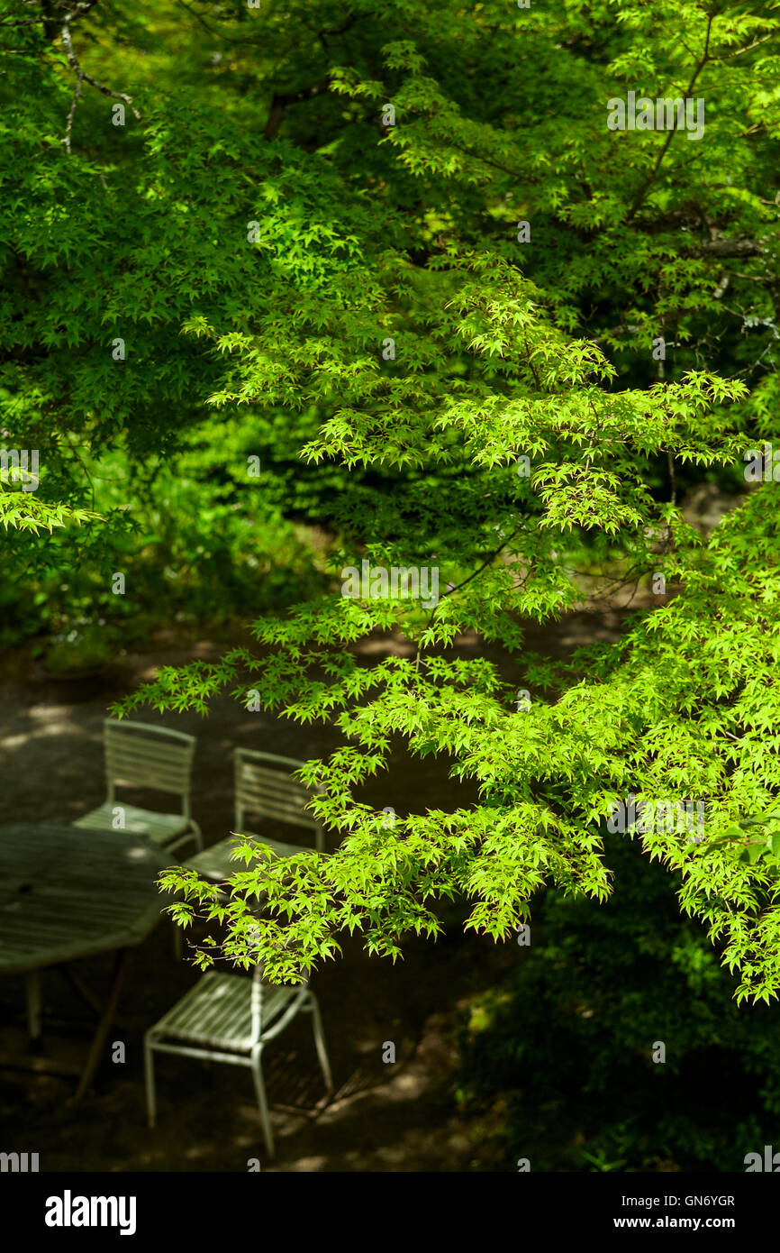 Fresh Green Maple, Yufu, Japan Stock Photo - Alamy