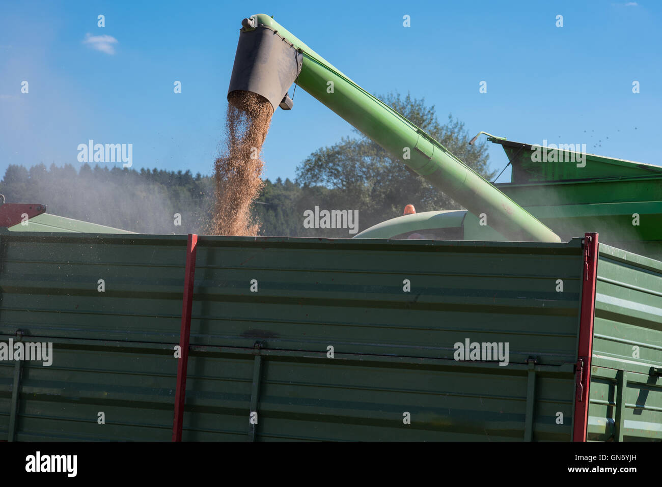 combine harvester is unloading the corn to a trailer Stock Photo - Alamy