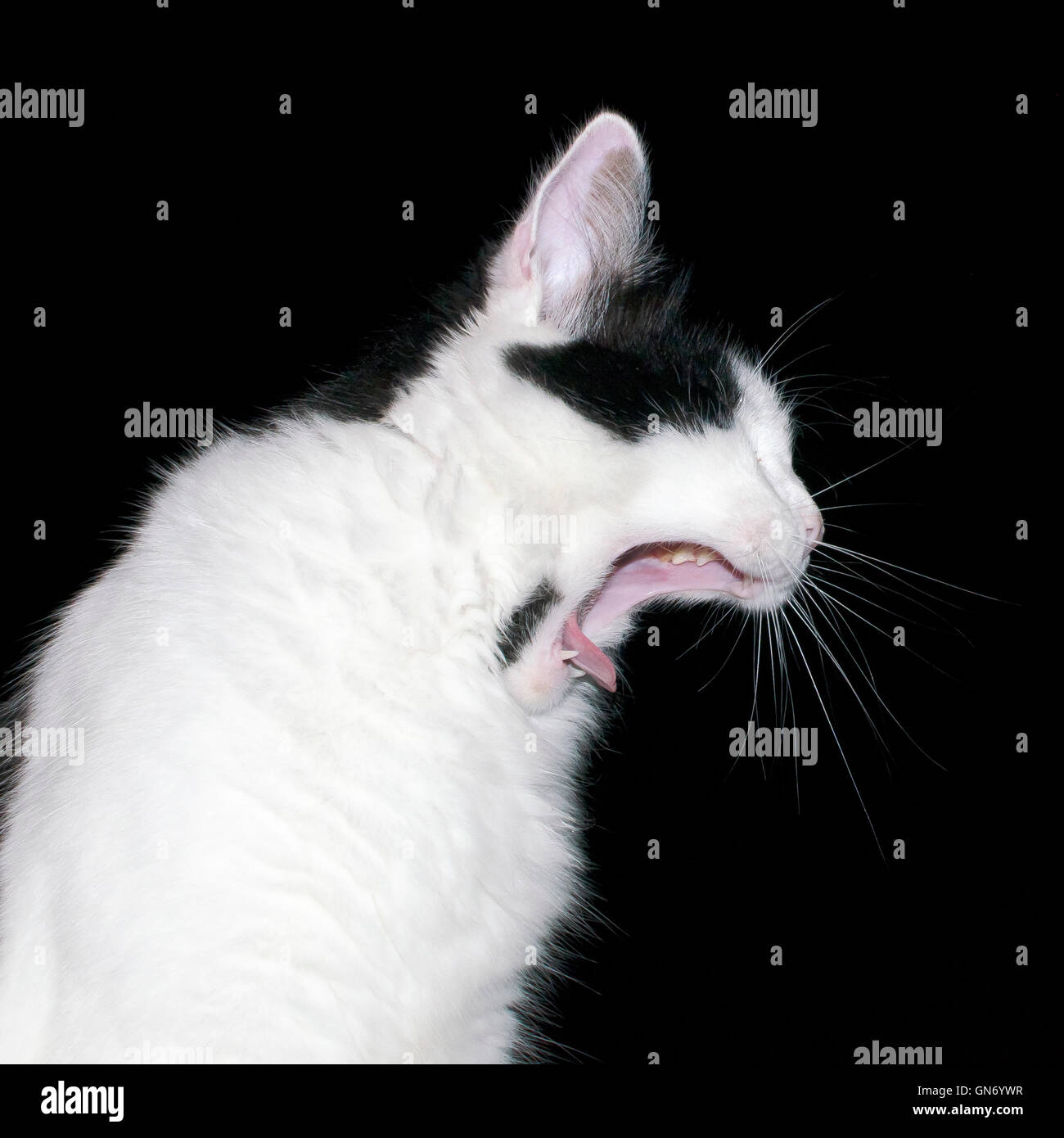 A cat yawning Stock Photo - Alamy