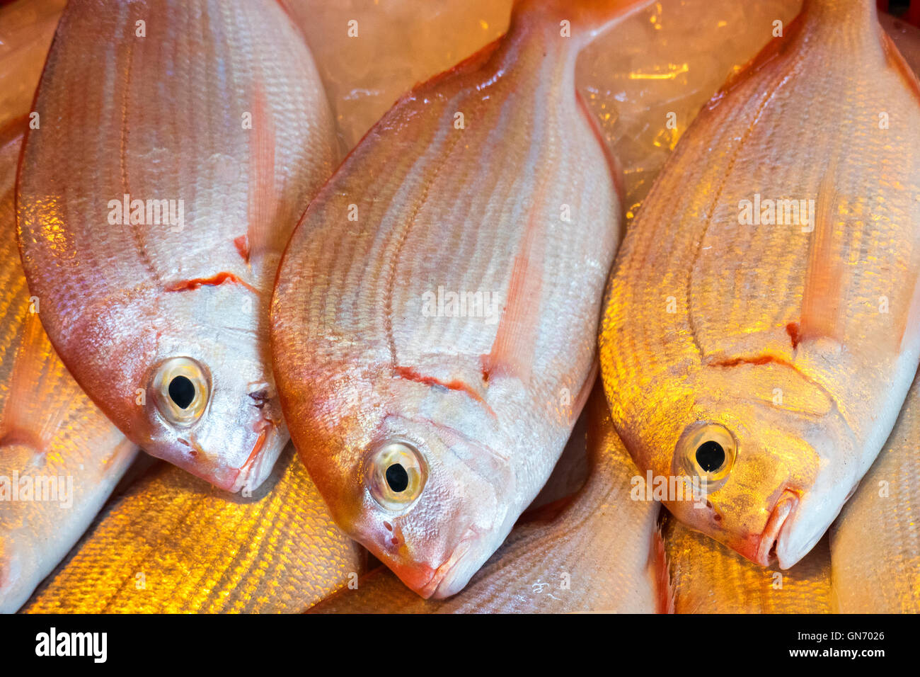Sea bream hi-res stock photography and images - Alamy