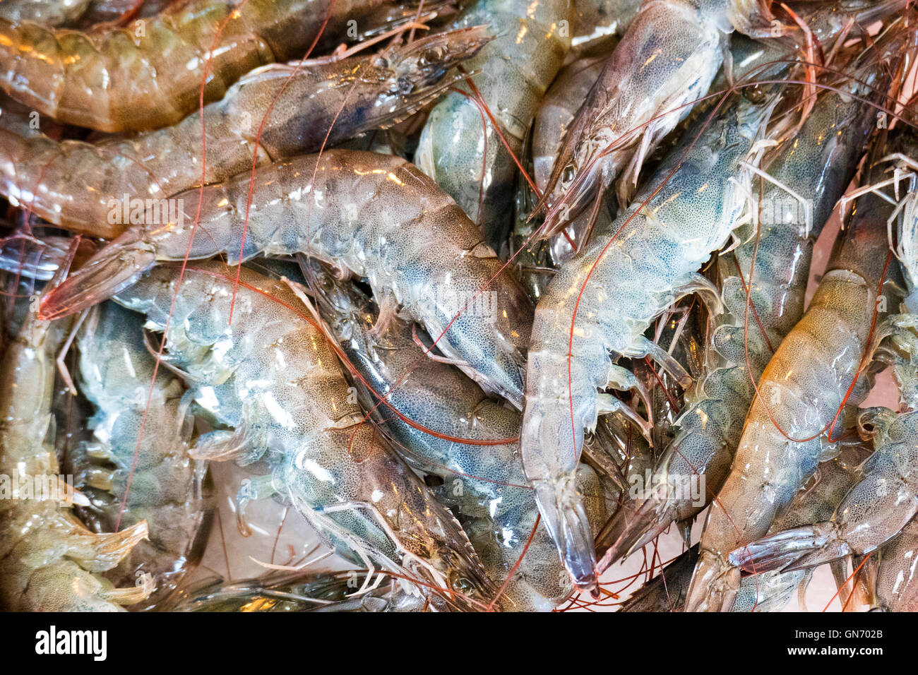 Large Amounts of Shrimps Stock Photo - Alamy