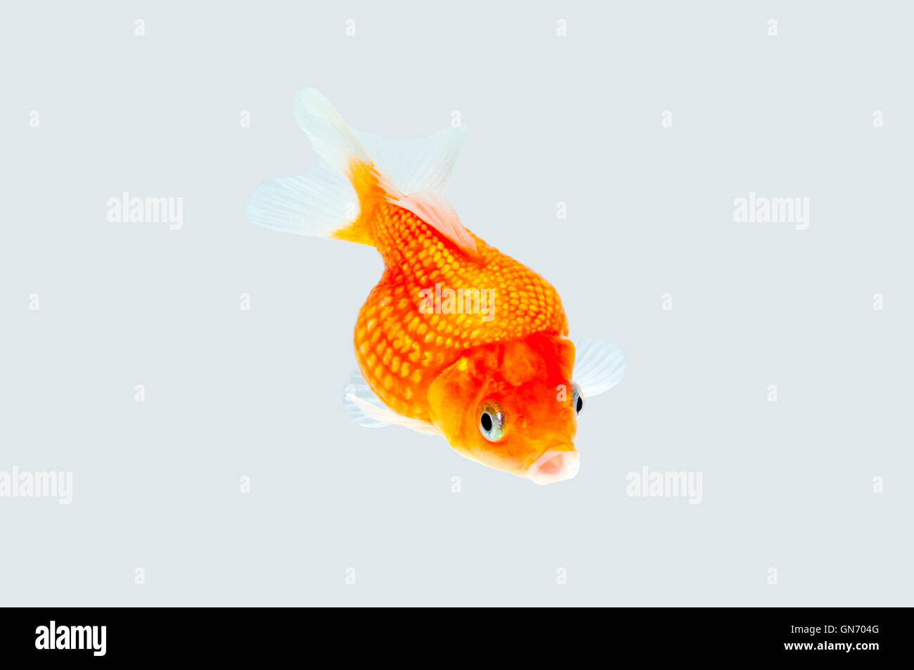 Pearlscale goldfish hi-res stock photography and images - Alamy