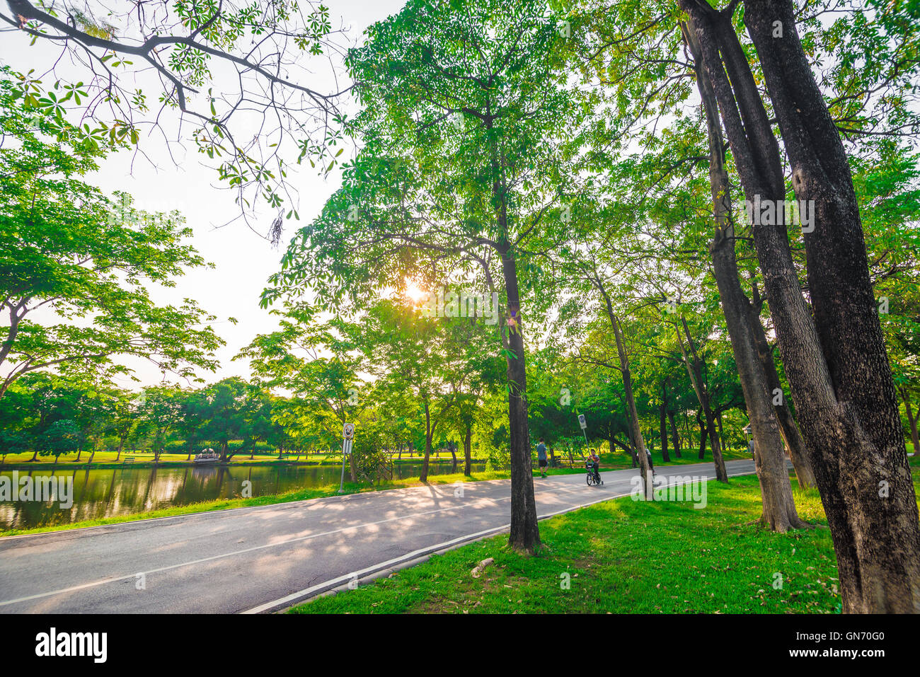 Pedestrian walkway for exercise in park with beautiful tall trees Stock ...
