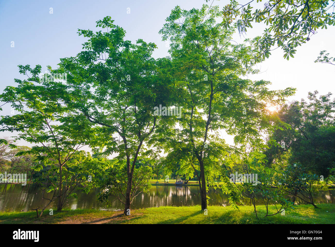 Sunset in beautiful park, City park under sunny light Stock Photo - Alamy