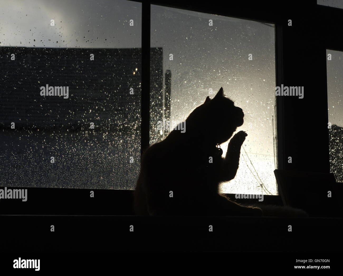 Ginger cat and rainy window Stock Photo - Alamy