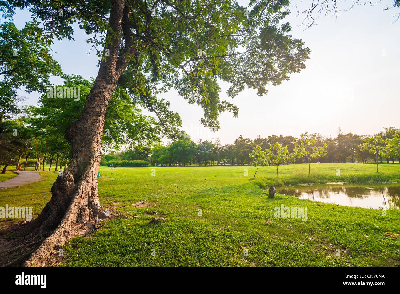 Park and recreation area in the city with tree and green lawn Stock ...