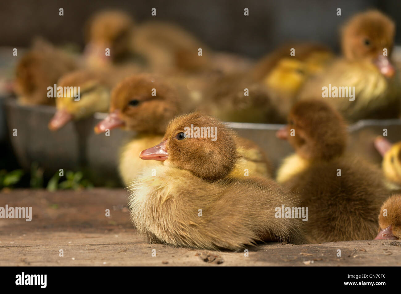 Musk duck pond hi-res stock photography and images - Alamy