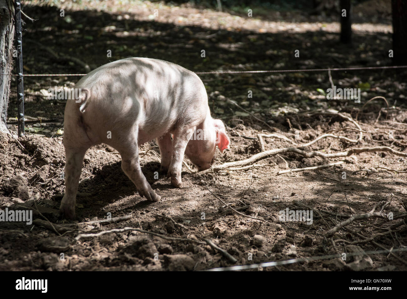 Cornwall pigs hi-res stock photography and images - Alamy