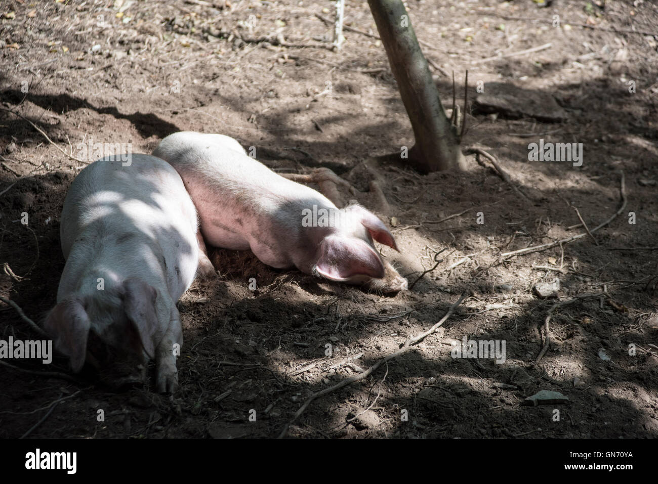 Lost pig hi-res stock photography and images - Alamy