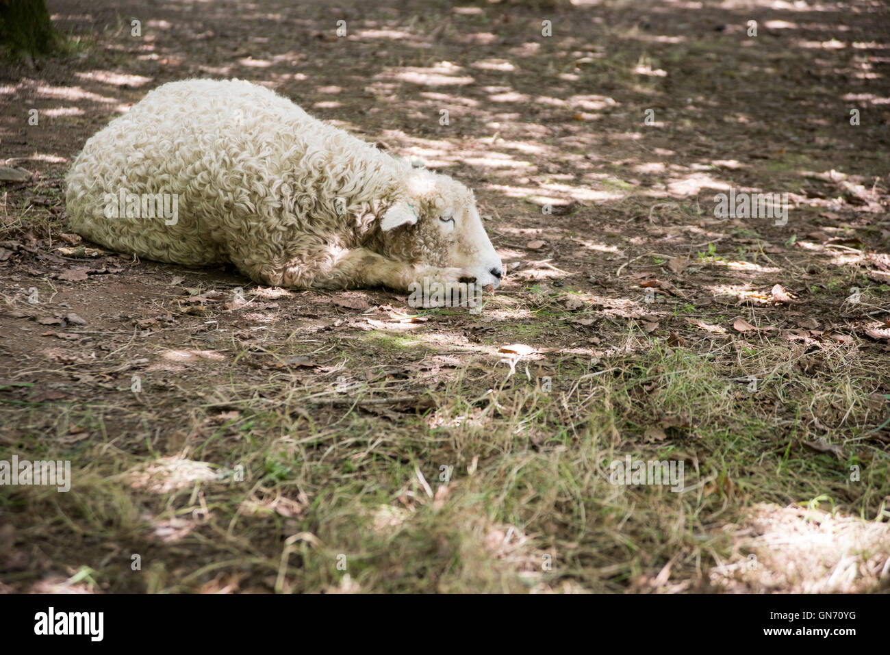 A resting Sheep Stock Photo - Alamy