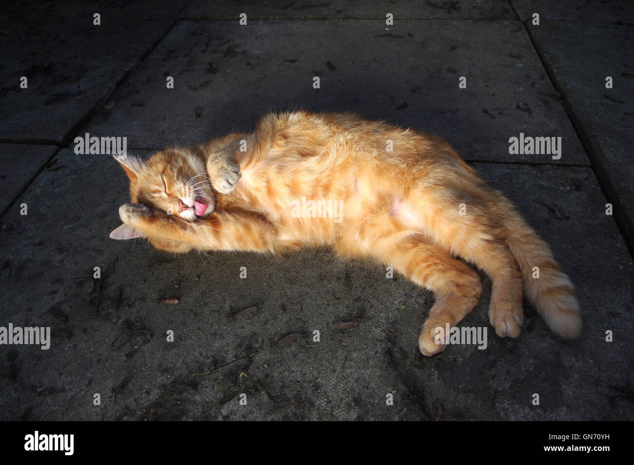 Dead Ginger Cat High Resolution Stock Photography and Images - Alamy