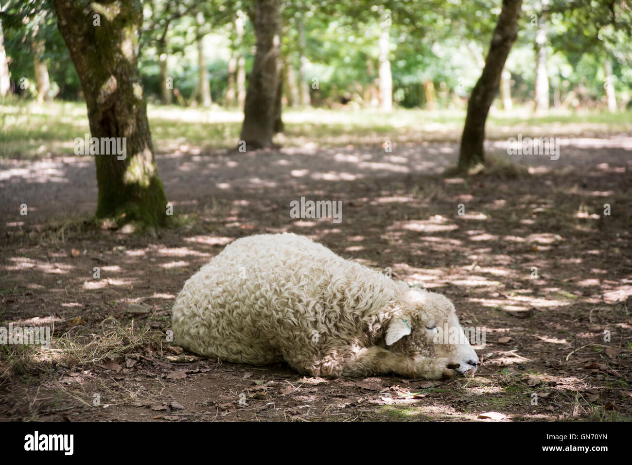 Sheep at rest hi-res stock photography and images - Alamy