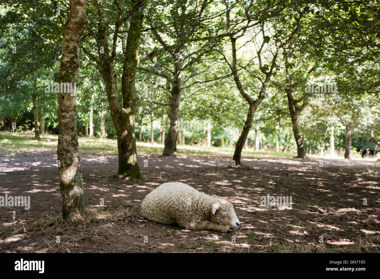 Resting sheep hi-res stock photography and images - Alamy