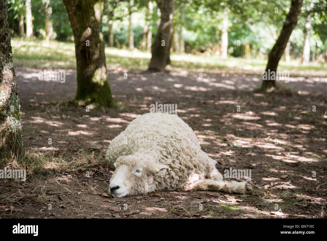 A resting Sheep Stock Photo - Alamy